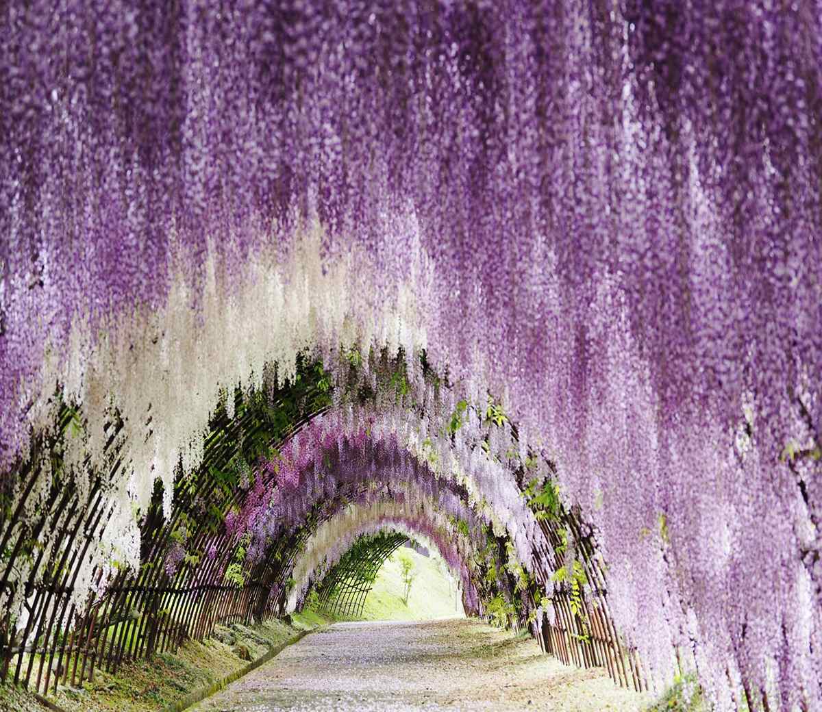 10 Stunning Spring Flower Festivals Around the World in 2025